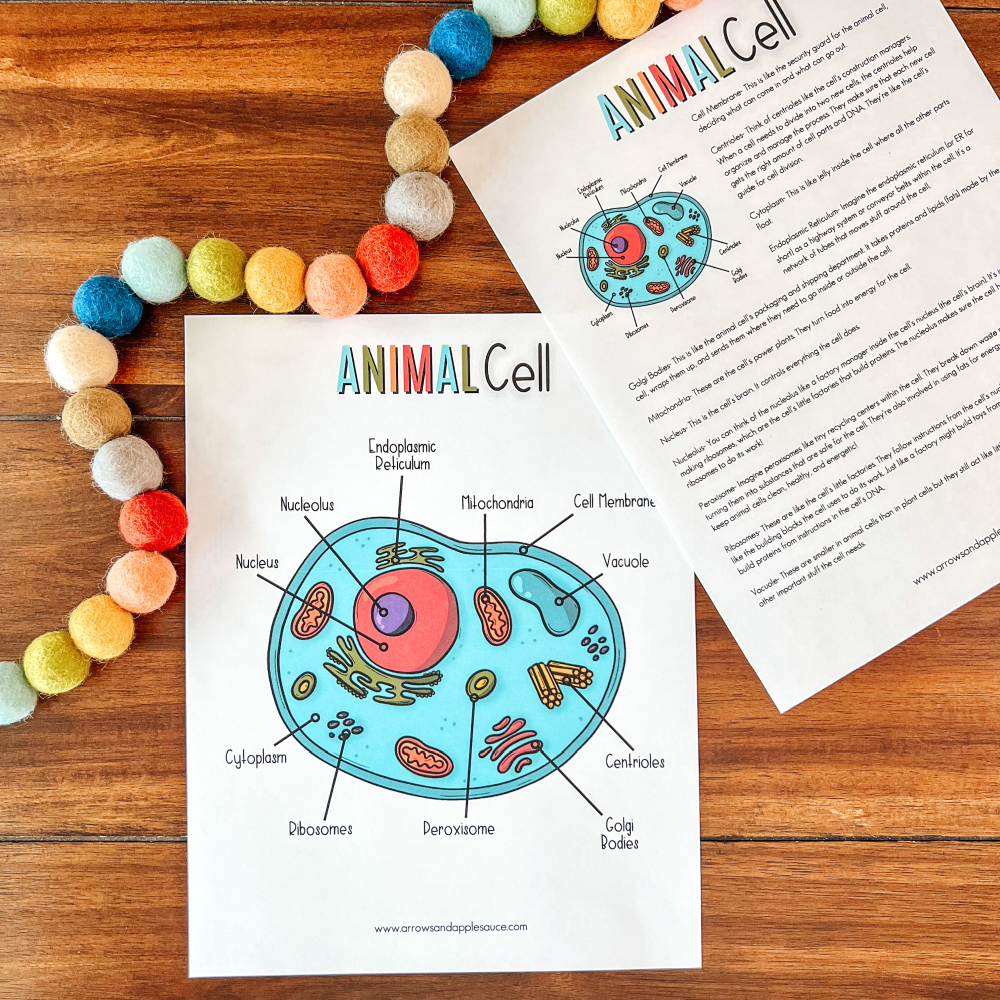 Plant + Animal Cell Anatomy Activities - Arrows & Applesauce